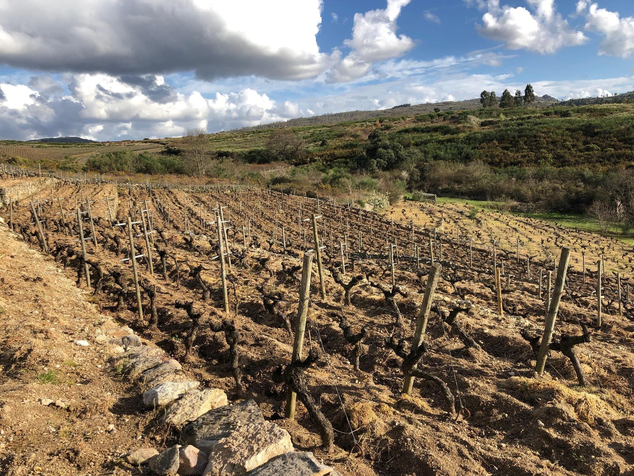 Sobre vinos - Los 100 puntos de la Guía Peñín: Sorte O Soro 2023, el ...